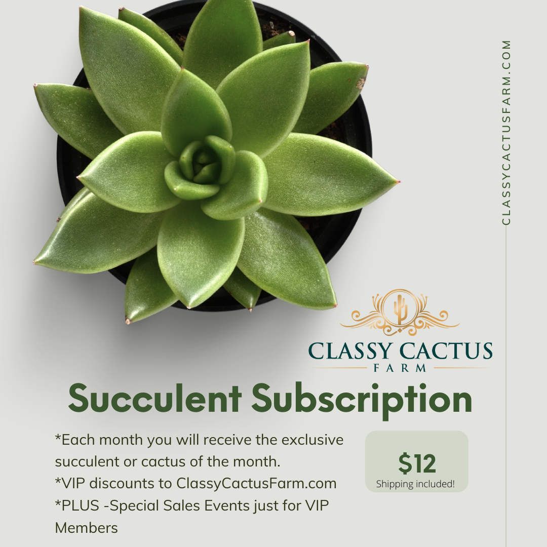 The Best Succulent Subscription Box – Classy Cactus Farm, LLC