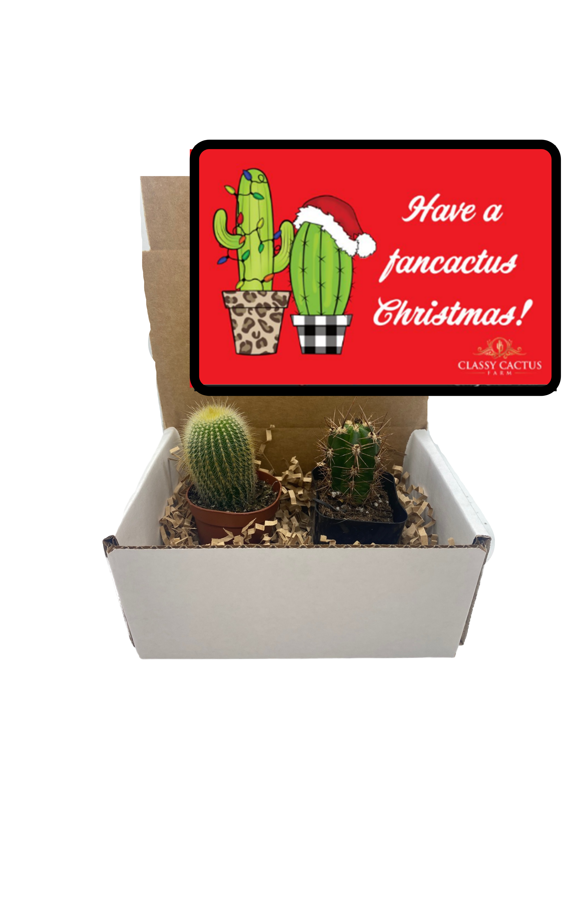 Christmas Holiday Cactus Gift Box - 2 plants – Classy Cactus Farm, LLC
