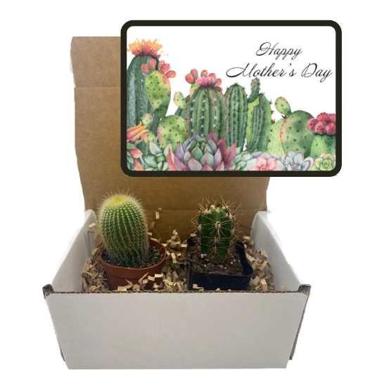 Cactus Gift Box - (set of 2) Happy Mother's Day – Classy Cactus Farm, LLC