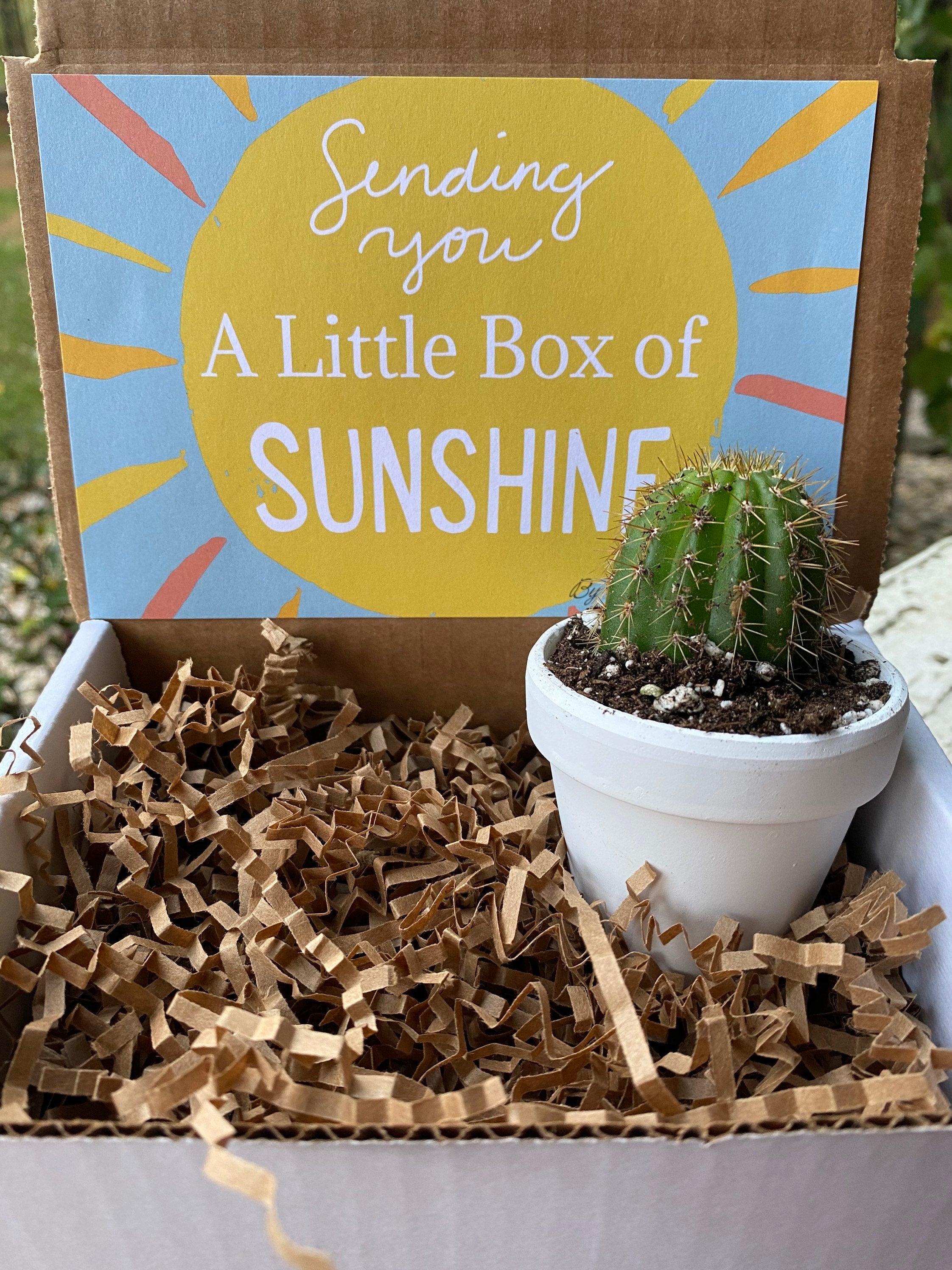 Cactus Sunshine Gift Box - Planted in White Terra-cotta – Classy Cactus ...