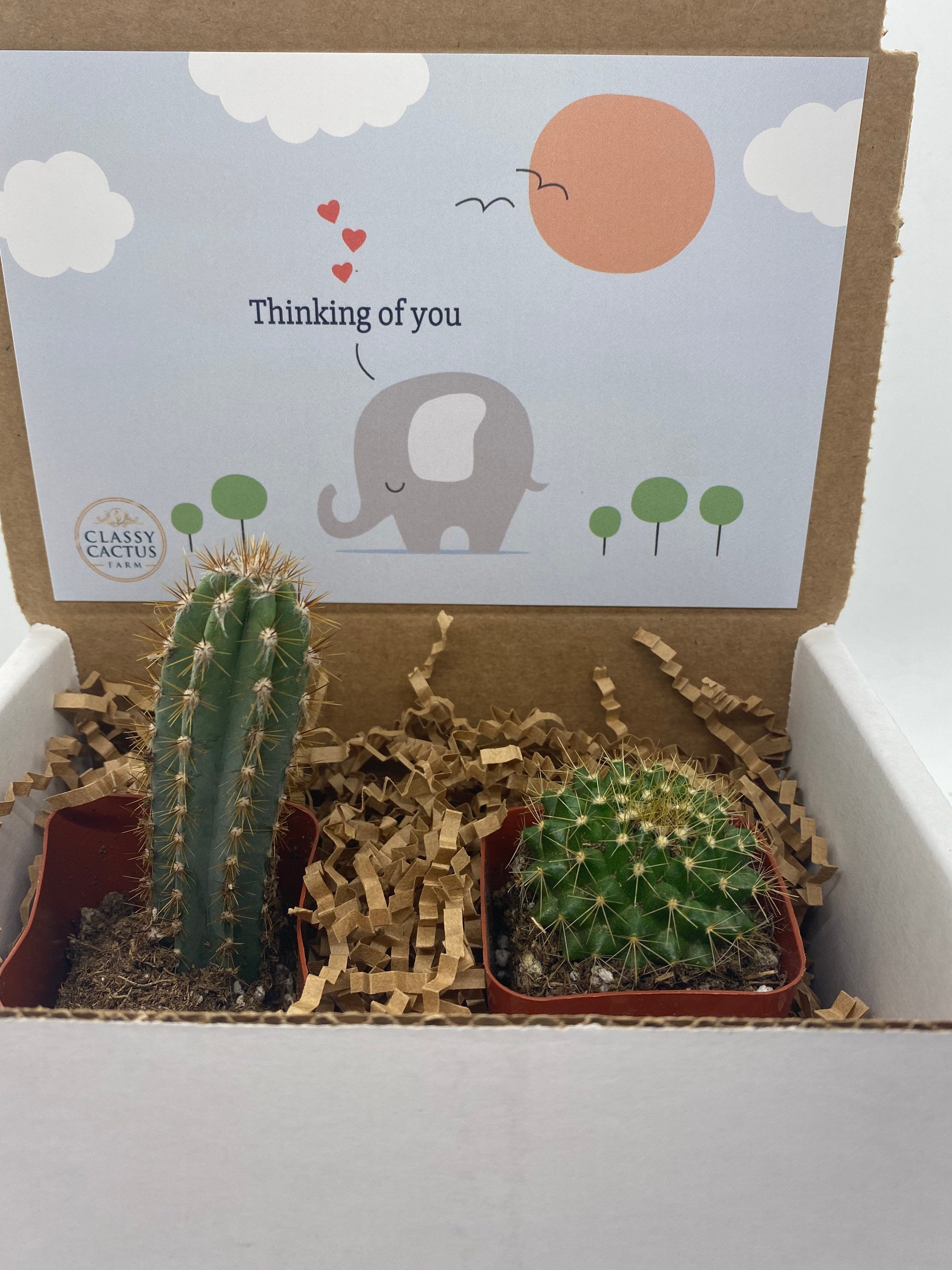 Cactus Gift Box - Thinking of You elephant (Set of 2) – Classy Cactus ...