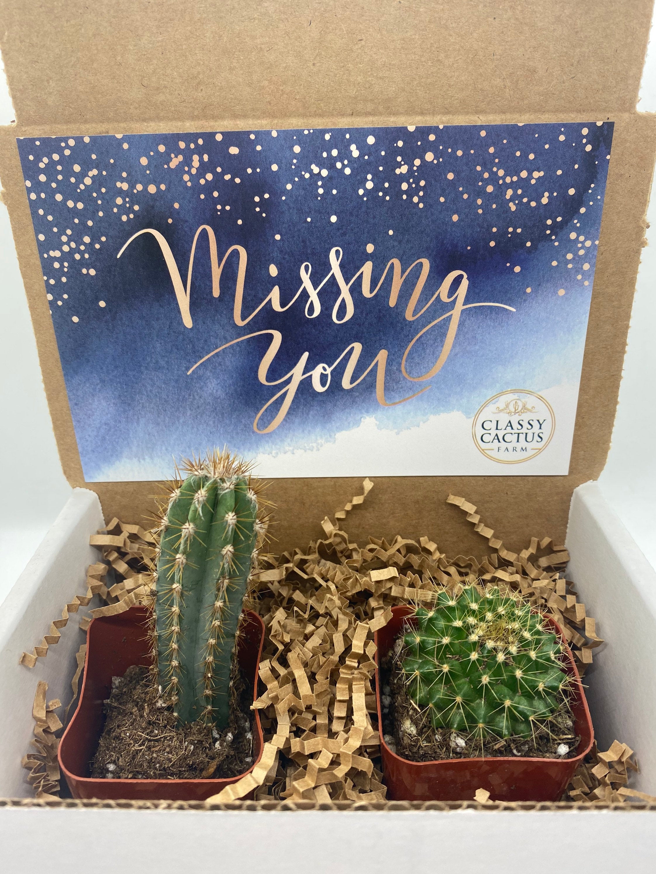Cactus Gift Box - Missing You (set of 2 Cacti) – Classy Cactus Farm, LLC