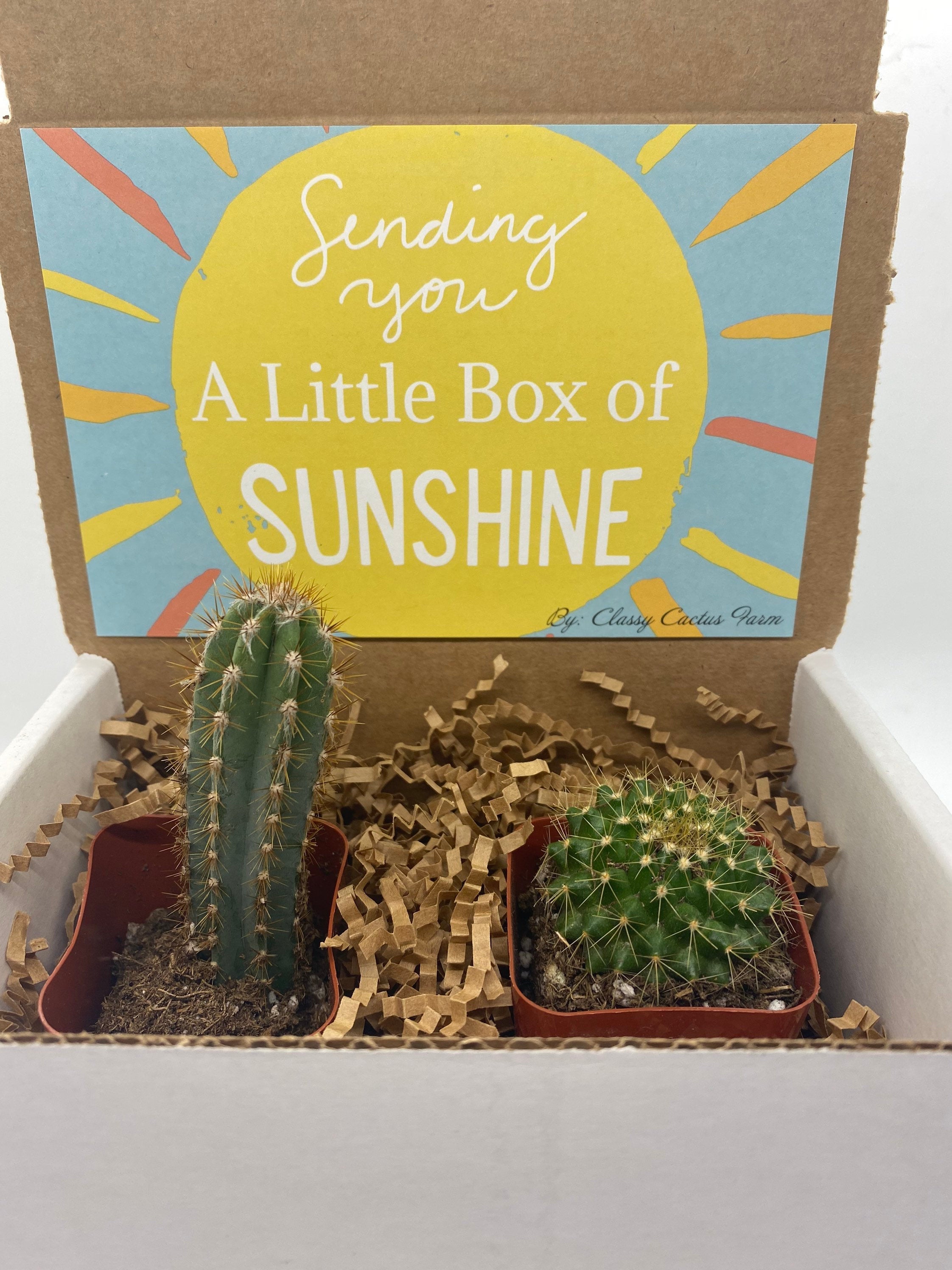Cactus Gift Box - Box of sunshine (set of 2) – Classy Cactus Farm, LLC