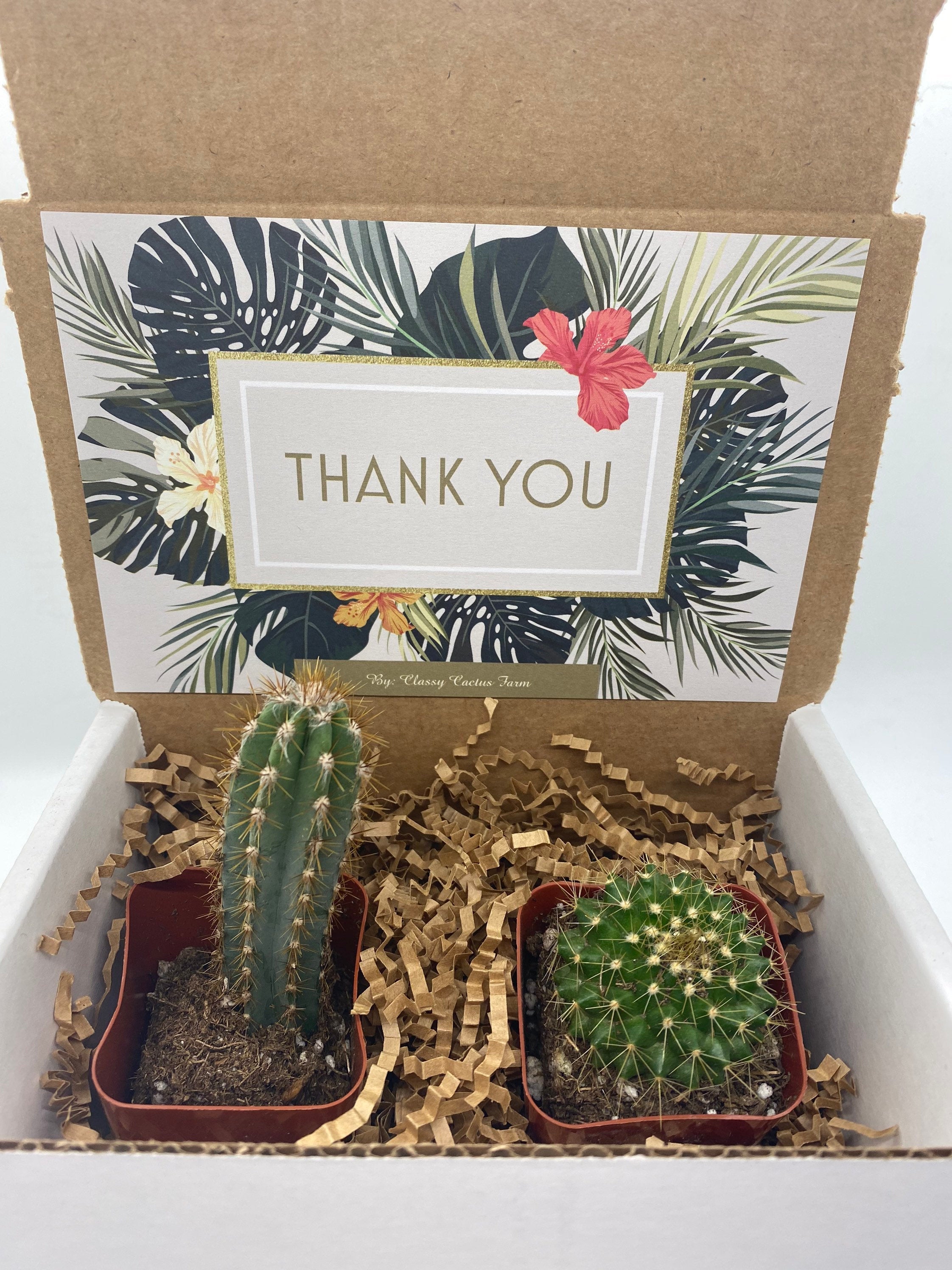 Cactus Gift Box - Thank You (set of 2) – Classy Cactus Farm, LLC
