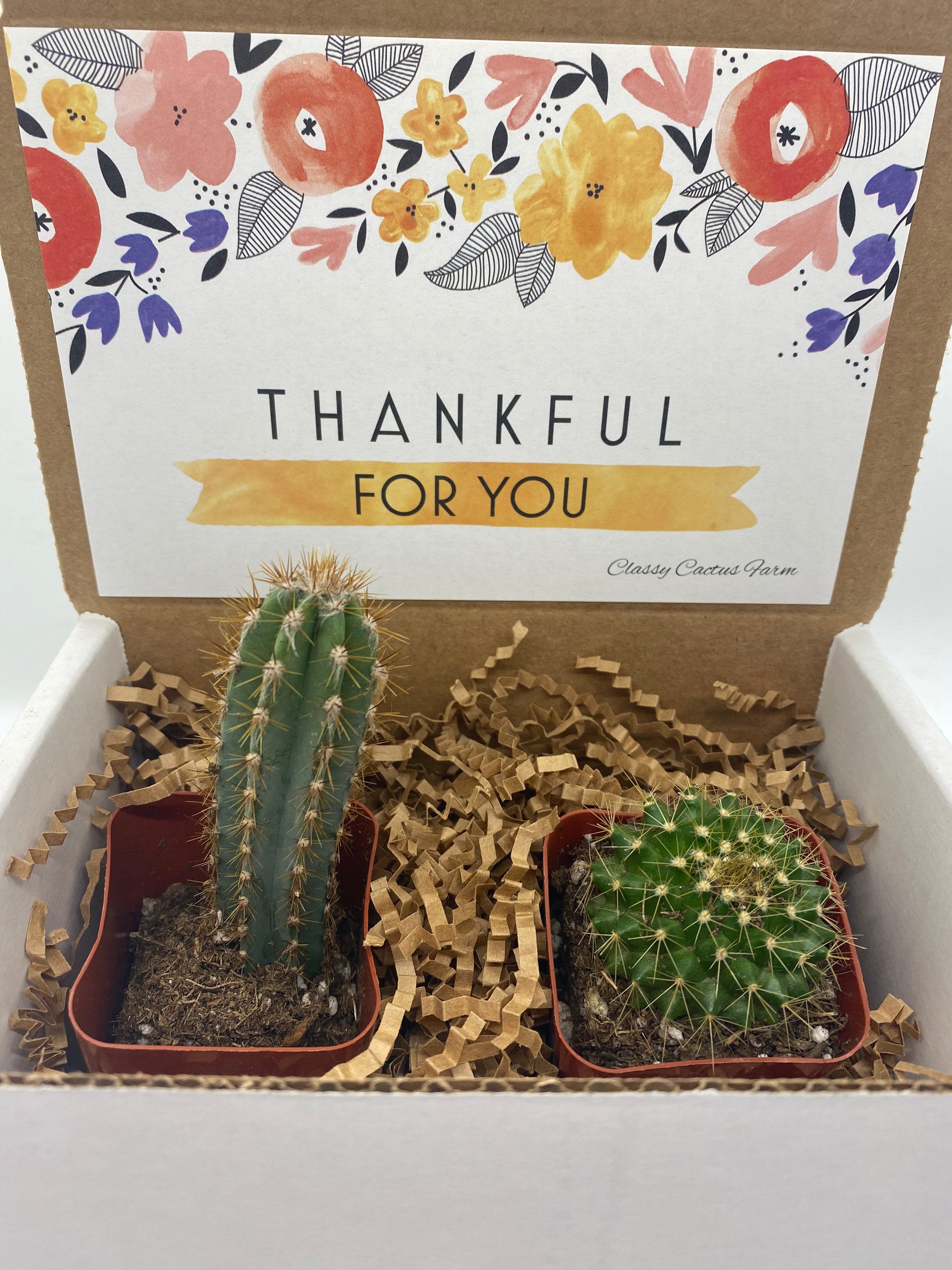 Cactus Gift Box - Thankful for you (set of 2) – Classy Cactus Farm, LLC